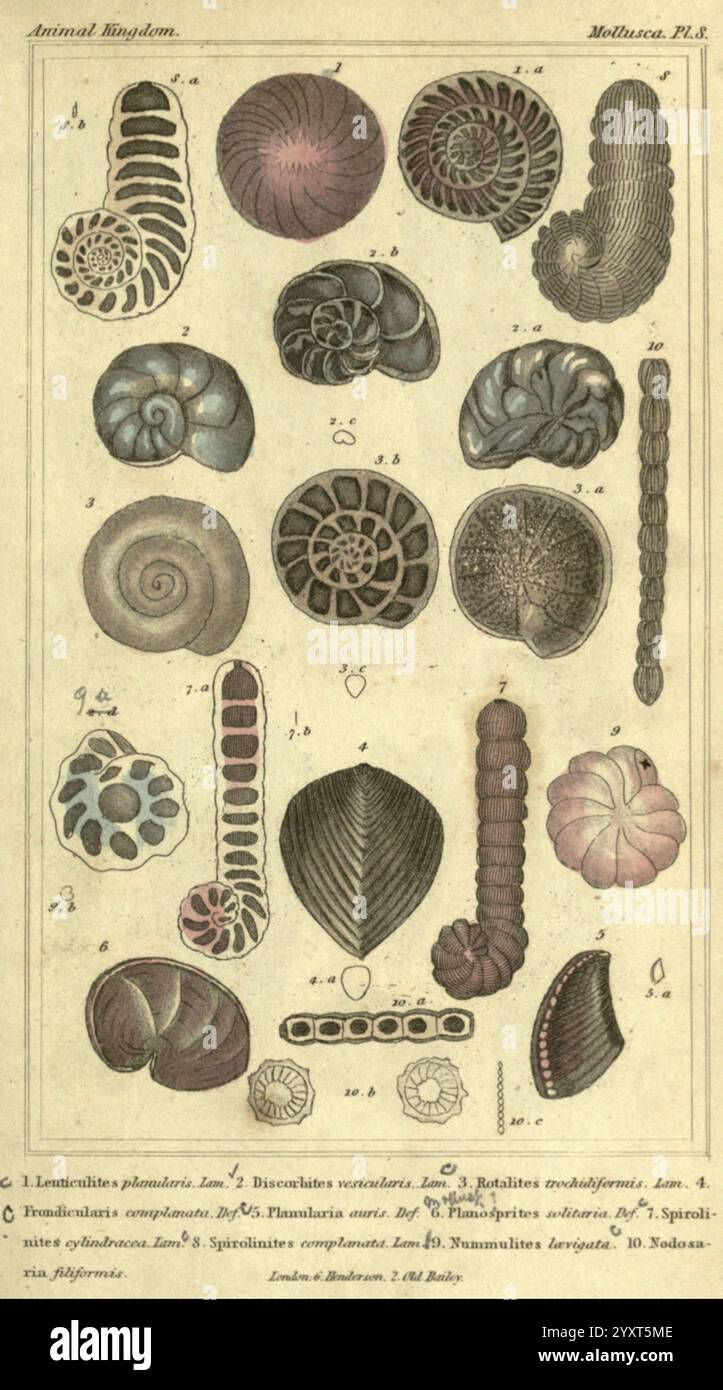 The animal kingdom, arranged according to its organization London G ...