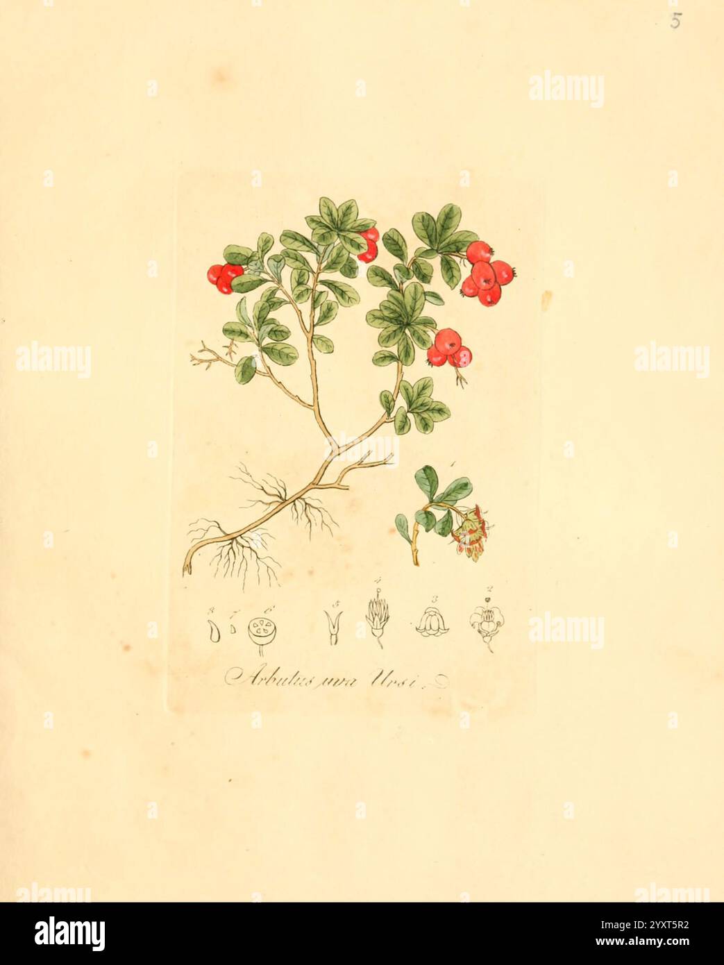 Flora medica, oder, Abbildung der wichtigsten officinellen Pflanzen ...