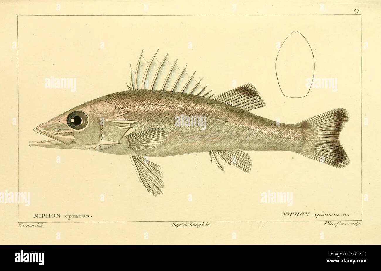 Histoire naturelle des poissons, Paris, Chez F. G. Levrault, 1828-1849 ...