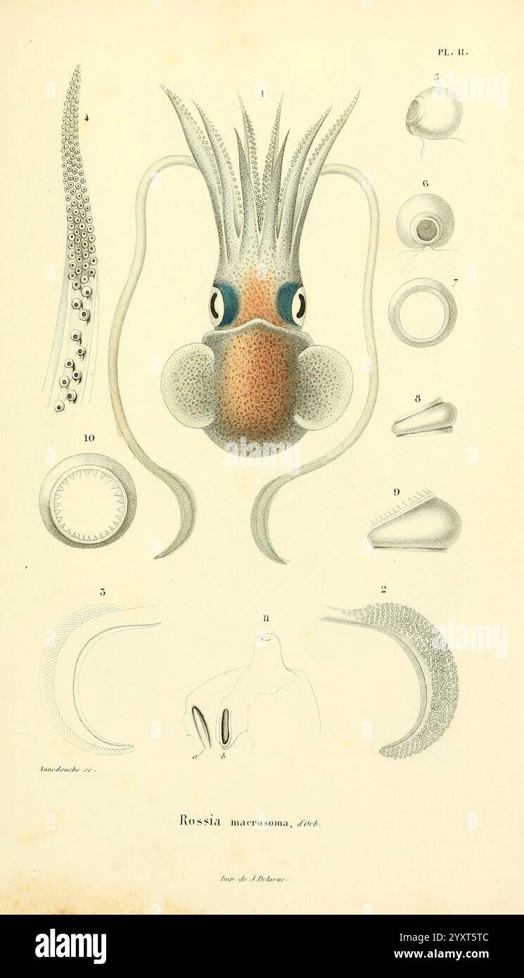 Squids unique morphological characteristics hi-res stock photography ...