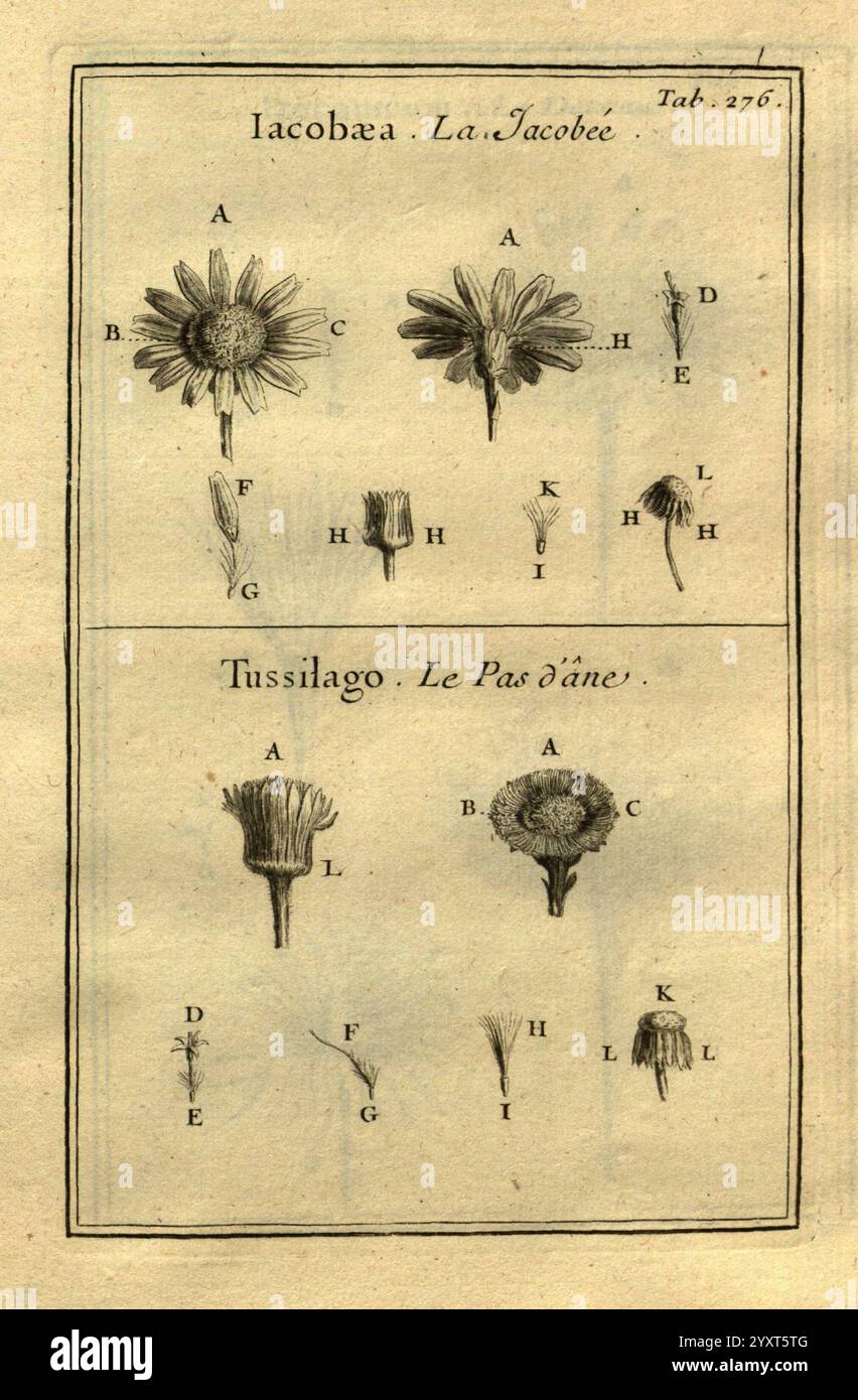 Joseph Pitton de Tournefort Institutiones rei herbariae Parisiis, E Typographia Regia, 1700 ...