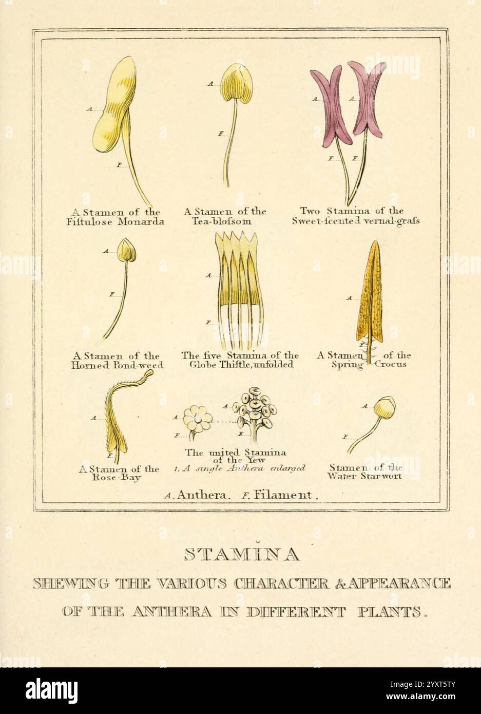 Sweet scented iris hi-res stock photography and images - Alamy