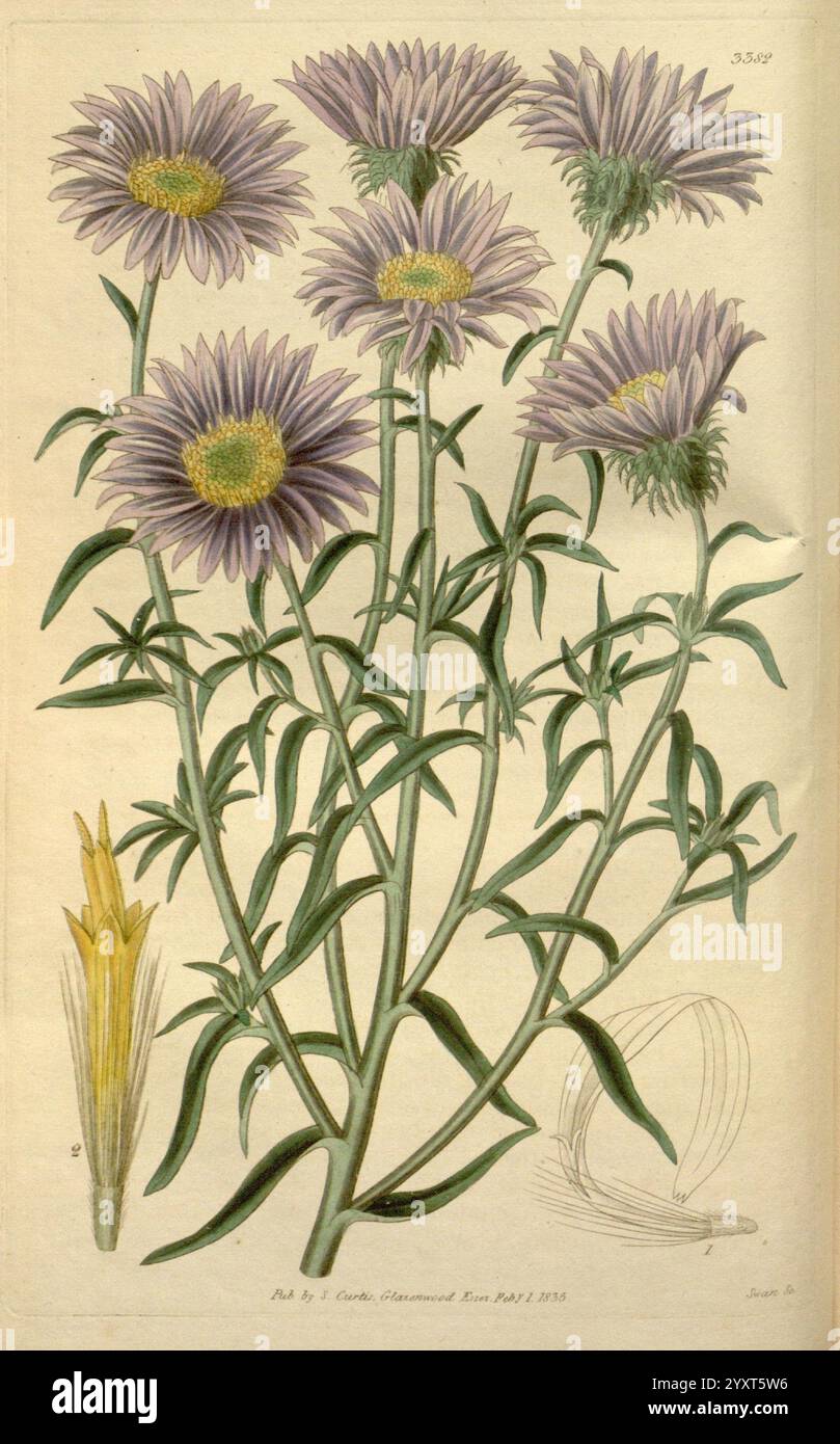 Curtis's Botanical Magazine, London, New York, botany, periodicals ...