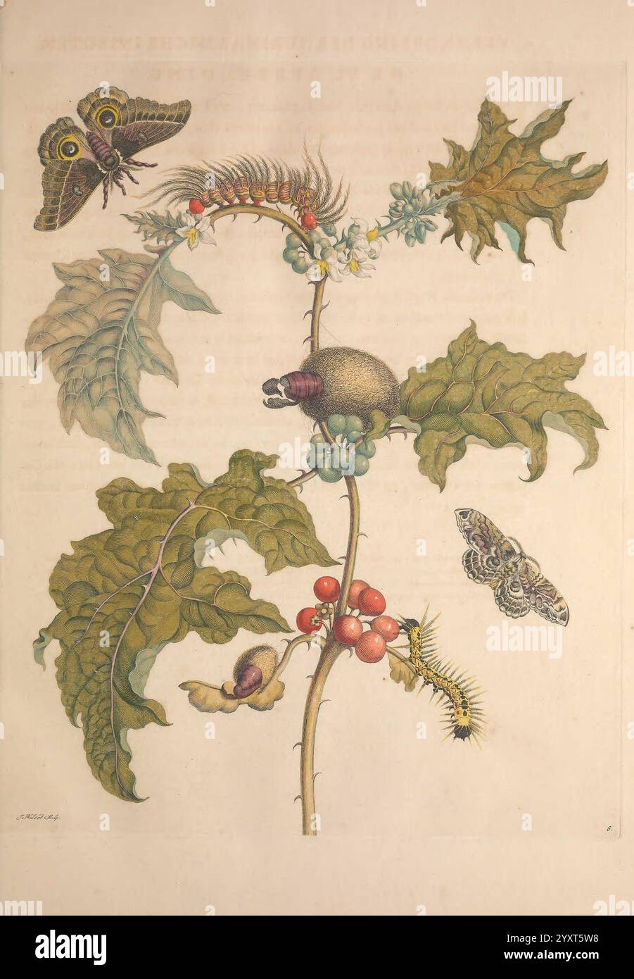 Metamorphosis Insectorum Surinamensium Amsterdam, Voor den auteur, als ...