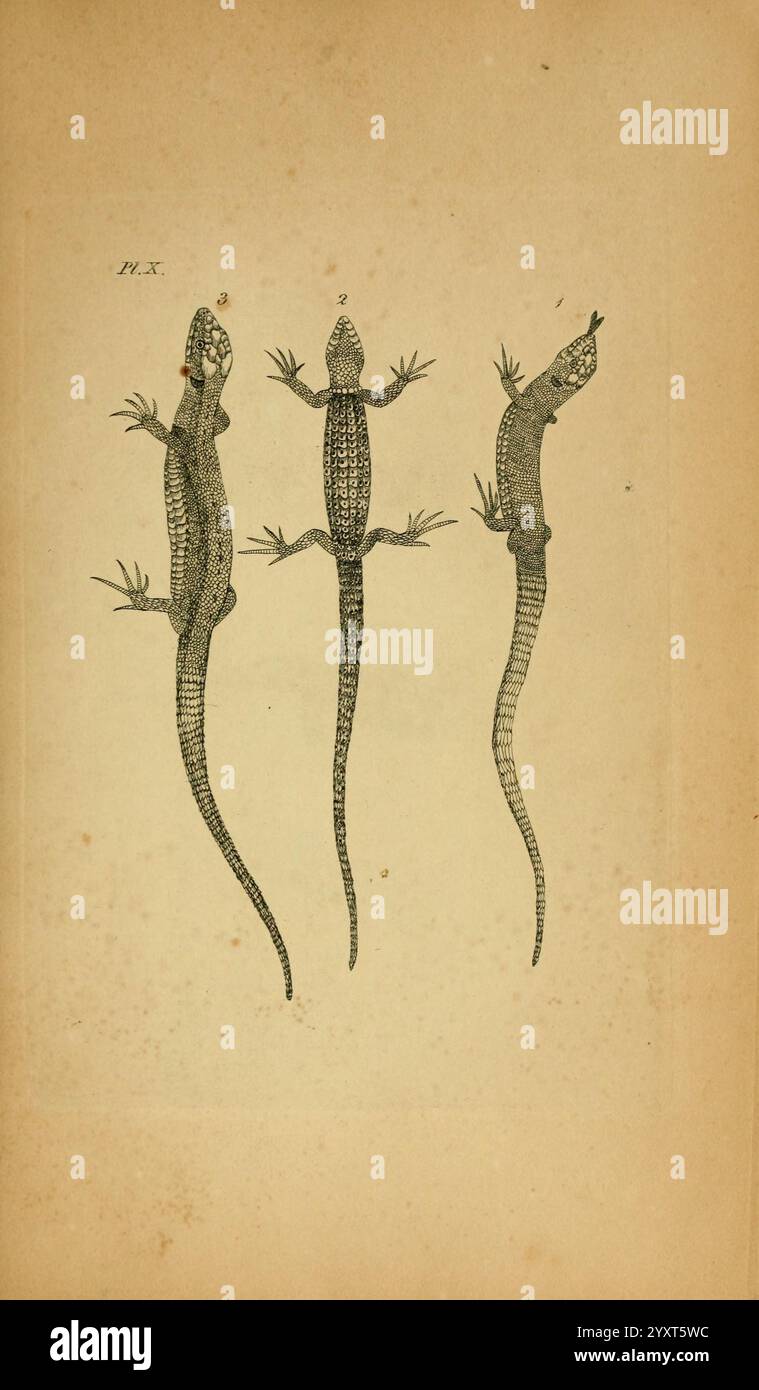 Lizards unique physical features hi-res stock photography and images ...