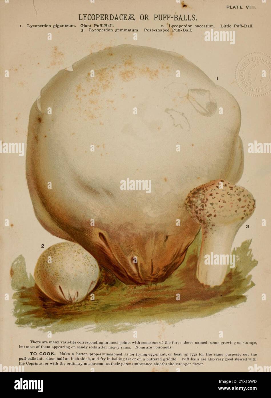 Typical mushroom shape hi-res stock photography and images - Alamy