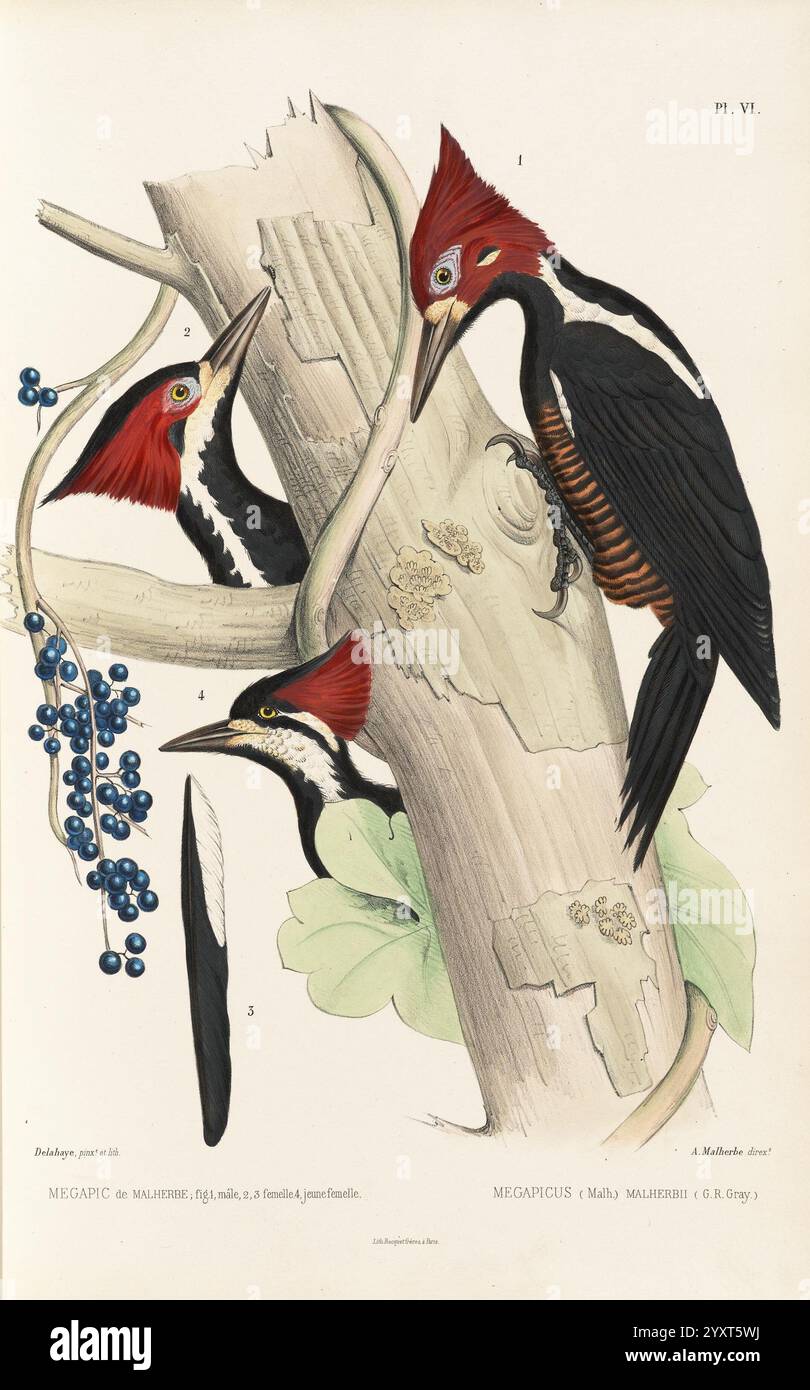 1861 62 birds picidae campephilus melanoleucos crimson hi-res stock ...