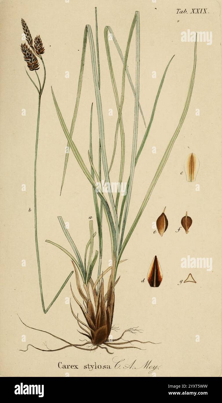 Stylized sedge hi-res stock photography and images - Alamy