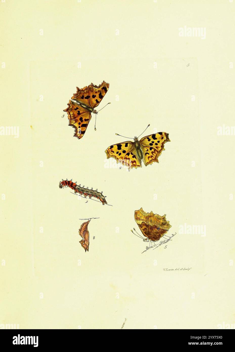 The papilios of Great Britain, London, Printed for J. Johnson, 1795 ...