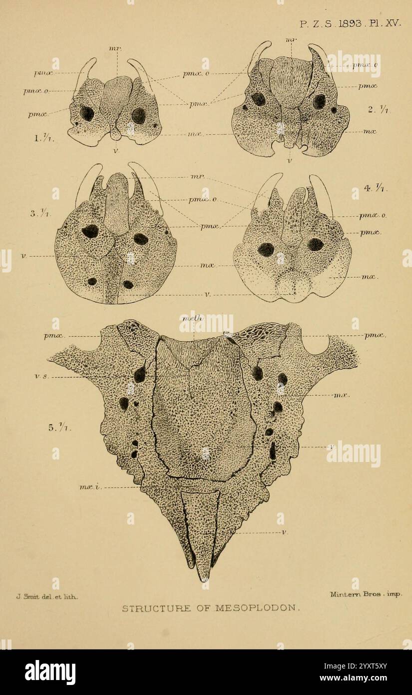 Indicating various anatomical components hi-res stock photography and ...