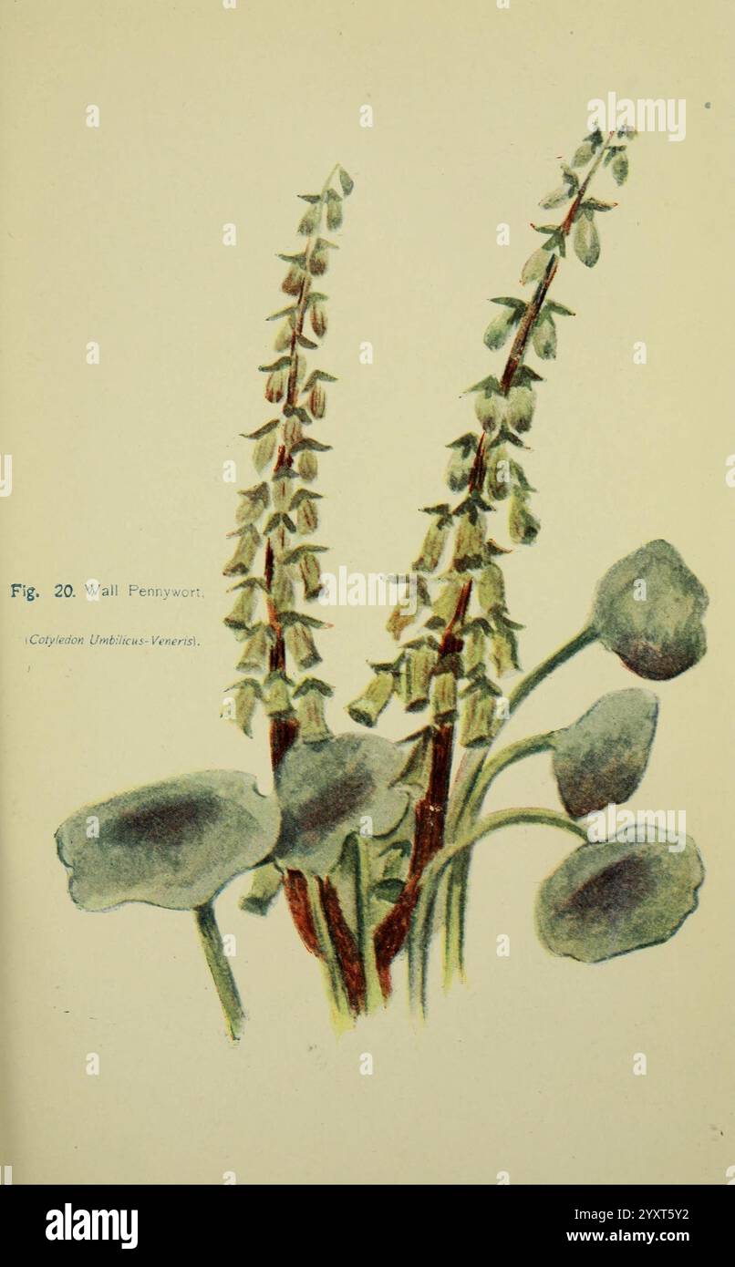 Distinctive elongated stems hi-res stock photography and images - Alamy