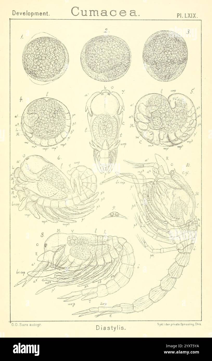 An account of the Crustacea of Norway Christiania, A. Cammermeyer, 1895 ...