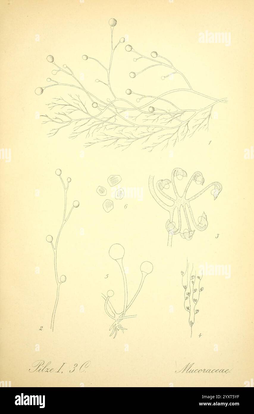 Individual spore structures hi-res stock photography and images - Alamy