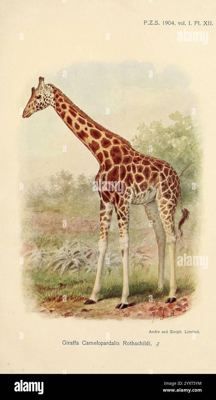 Proceedings of the Zoological Society of London, London, Academic Press ...