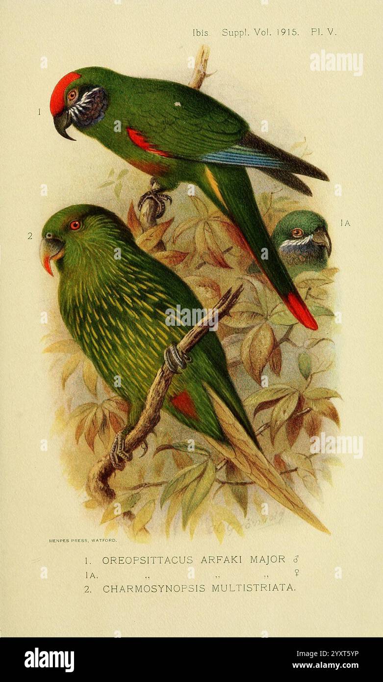 Ibis London Published for the British Ornithologists' Union by Academic ...