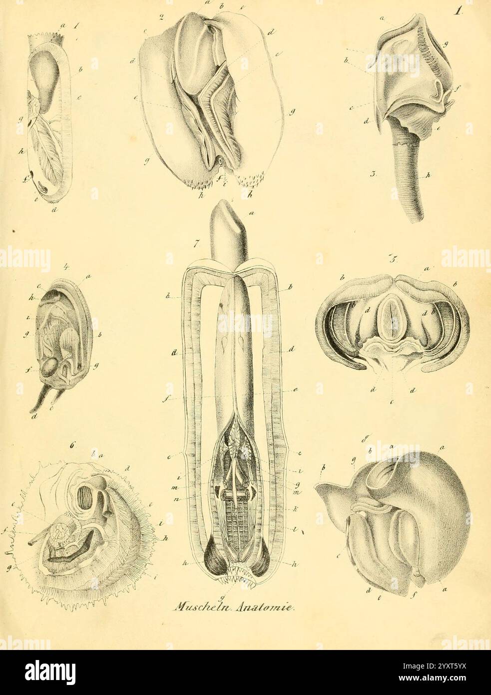 Muscular arrangements hi-res stock photography and images - Alamy