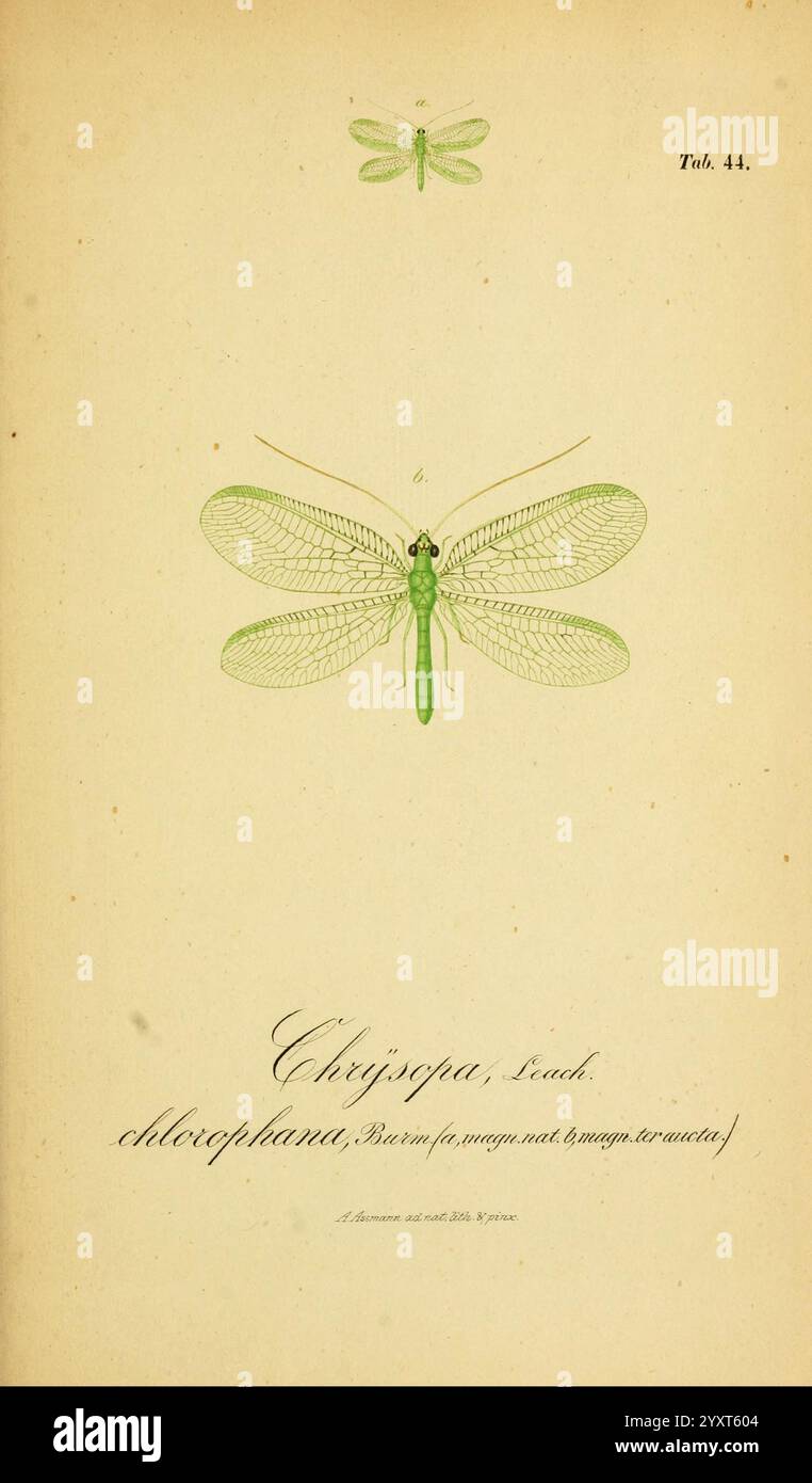 Chrysopid family hi-res stock photography and images - Alamy