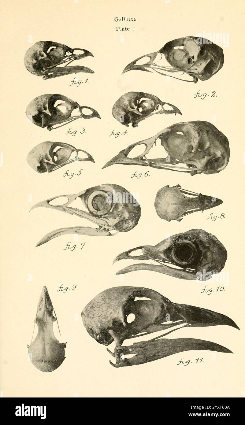 Studying avian morphology hi-res stock photography and images - Alamy