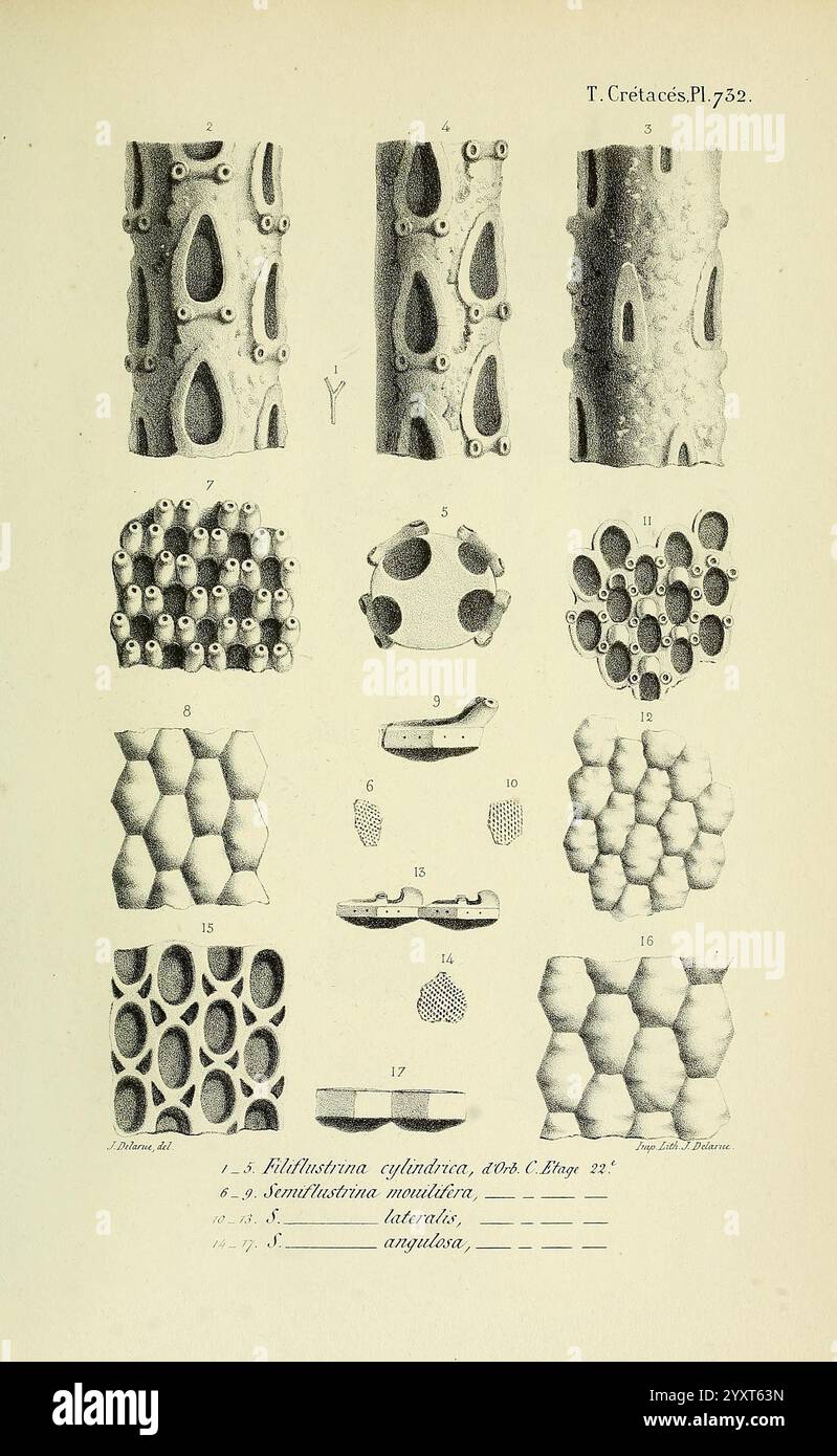 Fossil mollusk identification hi-res stock photography and images - Alamy