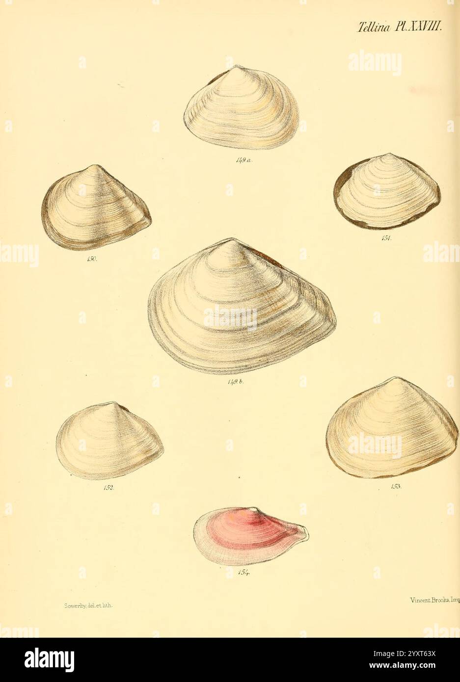 Conchologia iconica, or Illustrations of the shells of molluscous ...