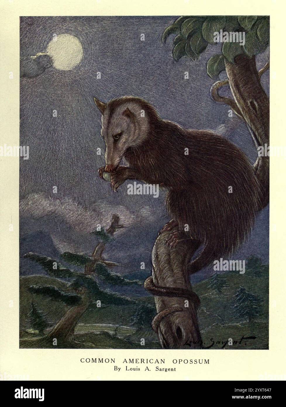 Common american opossum hi-res stock photography and images - Alamy