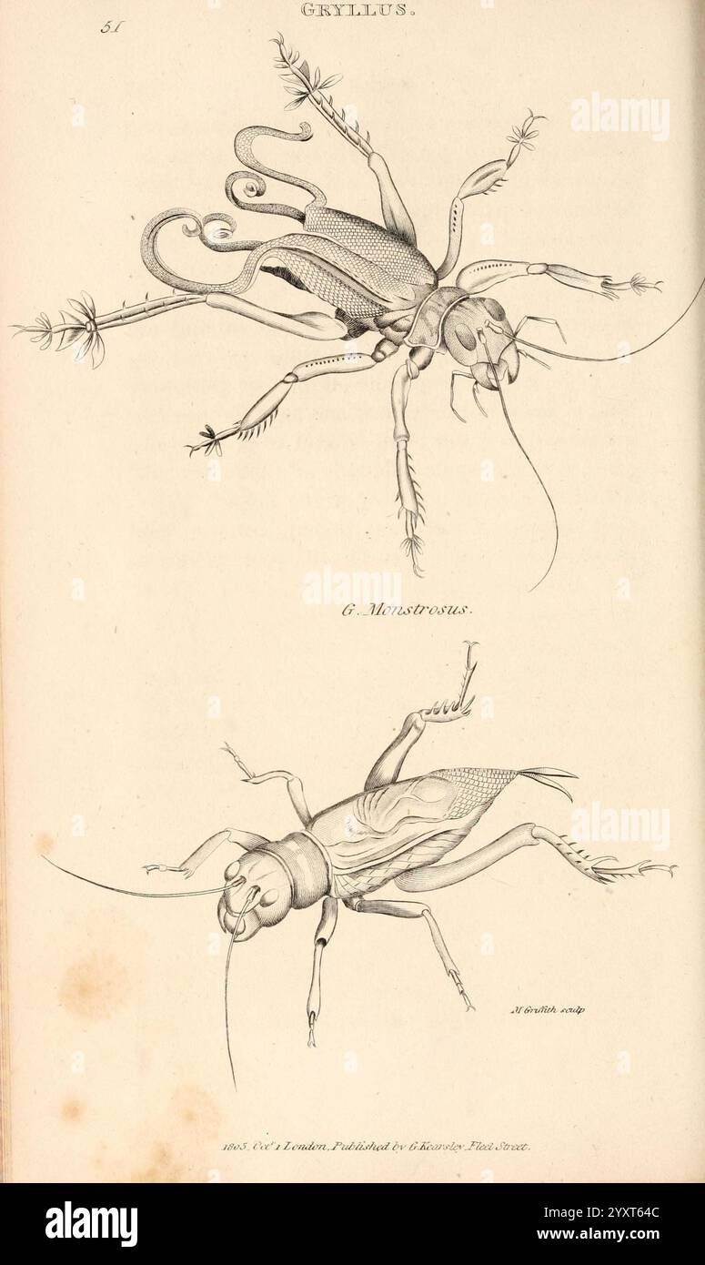 Crickets remarkable details hi-res stock photography and images - Alamy