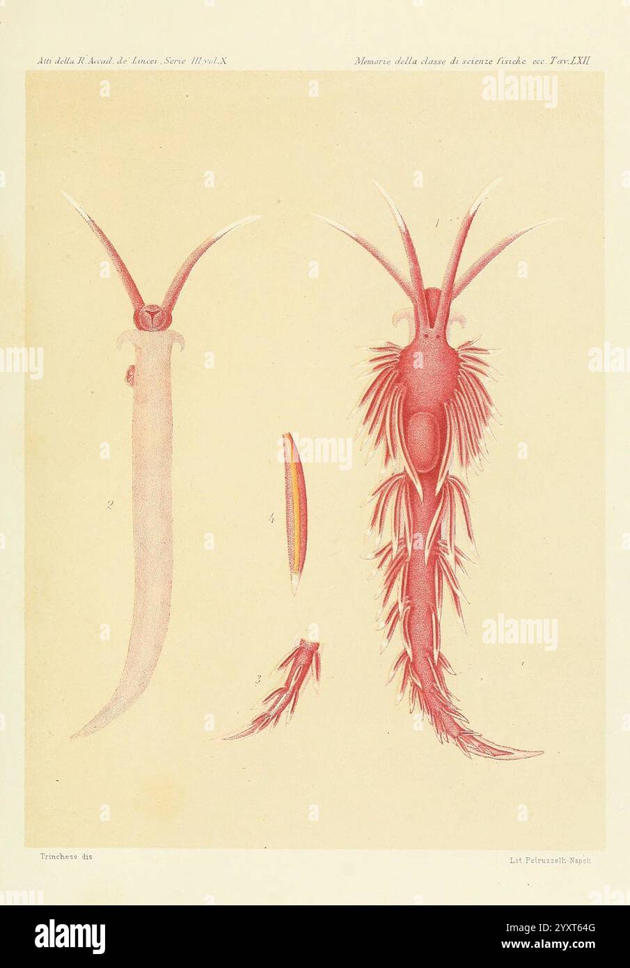 Squid showcases hi-res stock photography and images - Alamy