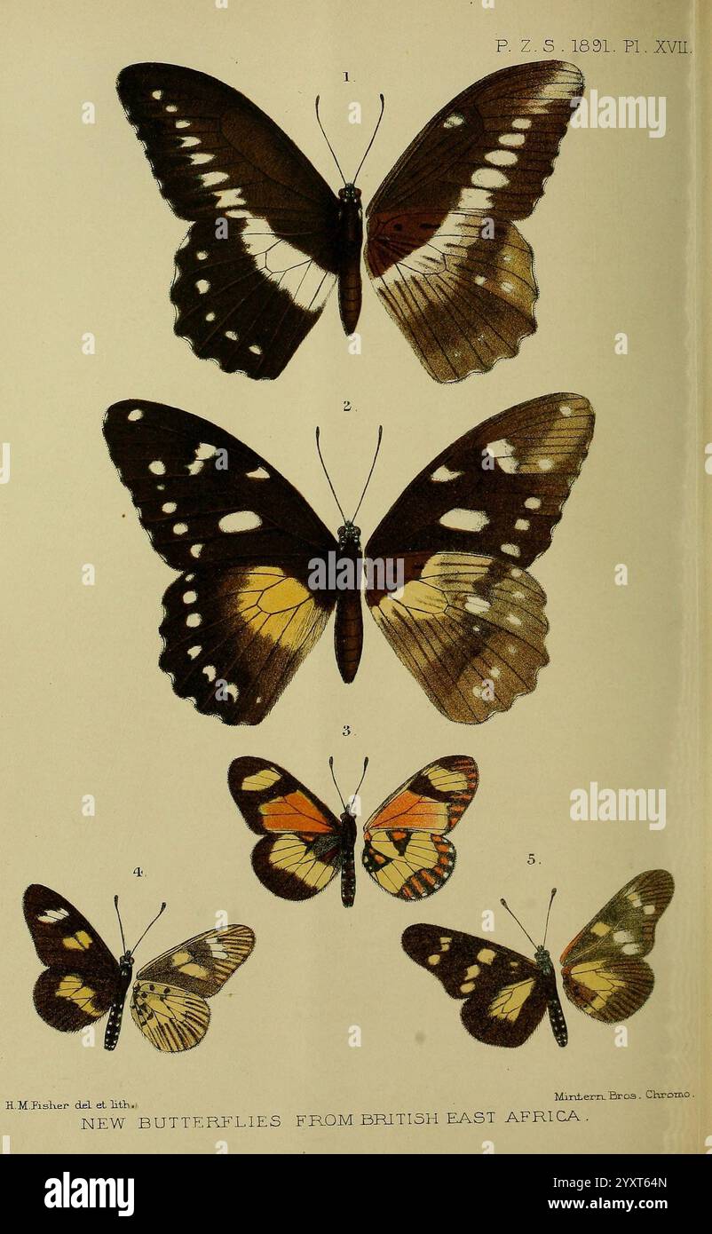 Five distinct butterfly specimens hi-res stock photography and images - Alamy