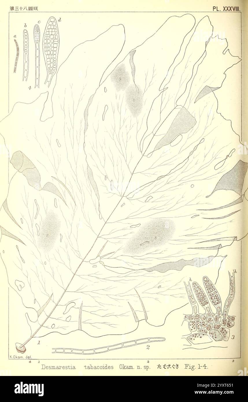 Tokyo kazamashobo 1907 1942 japan algae botany pictorial hi-res stock photography and images - Alamy