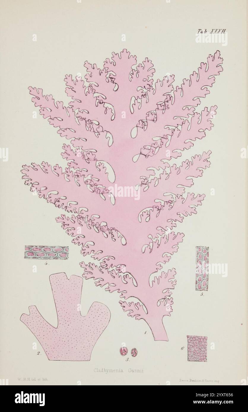 Simplified coral structure hi-res stock photography and images - Alamy