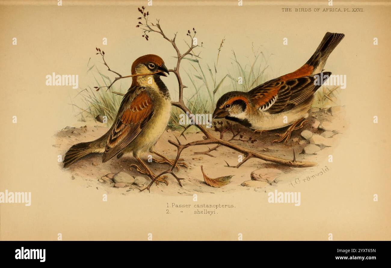 The birds of Africa, London, Published for the author by R.H. Porter ...