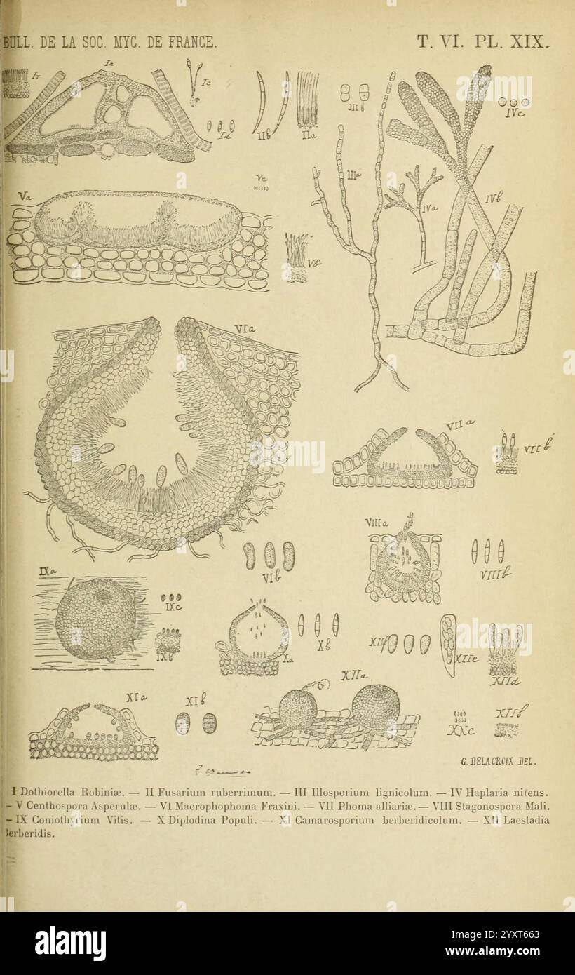 Roman numeral labels hi-res stock photography and images - Alamy