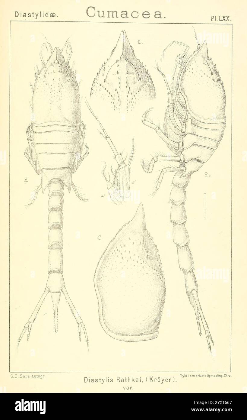 Showcases various parts hi-res stock photography and images - Alamy