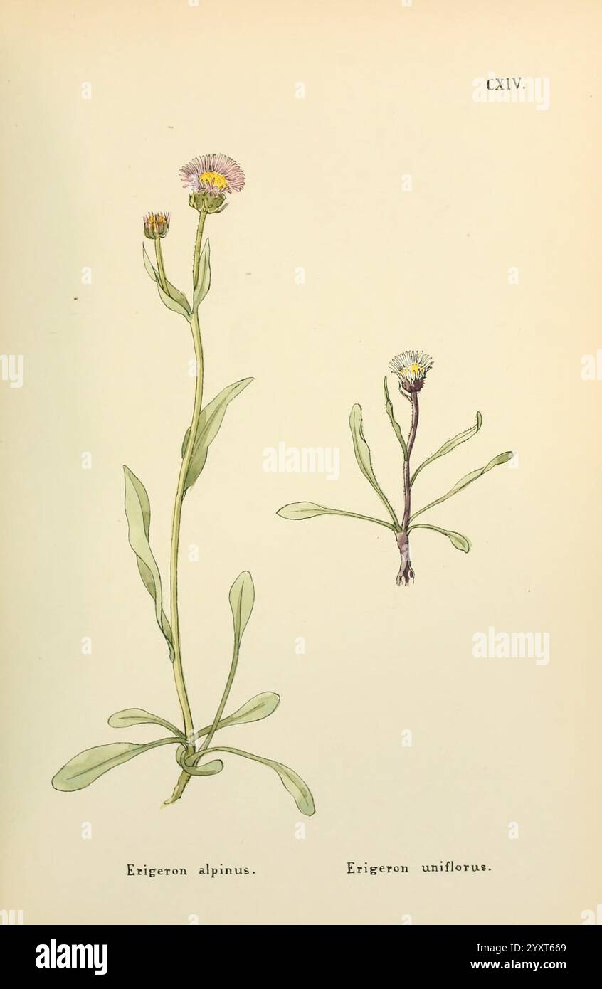 Flowers of the Engadine. Winchester, Printed for the Author by Warren ...