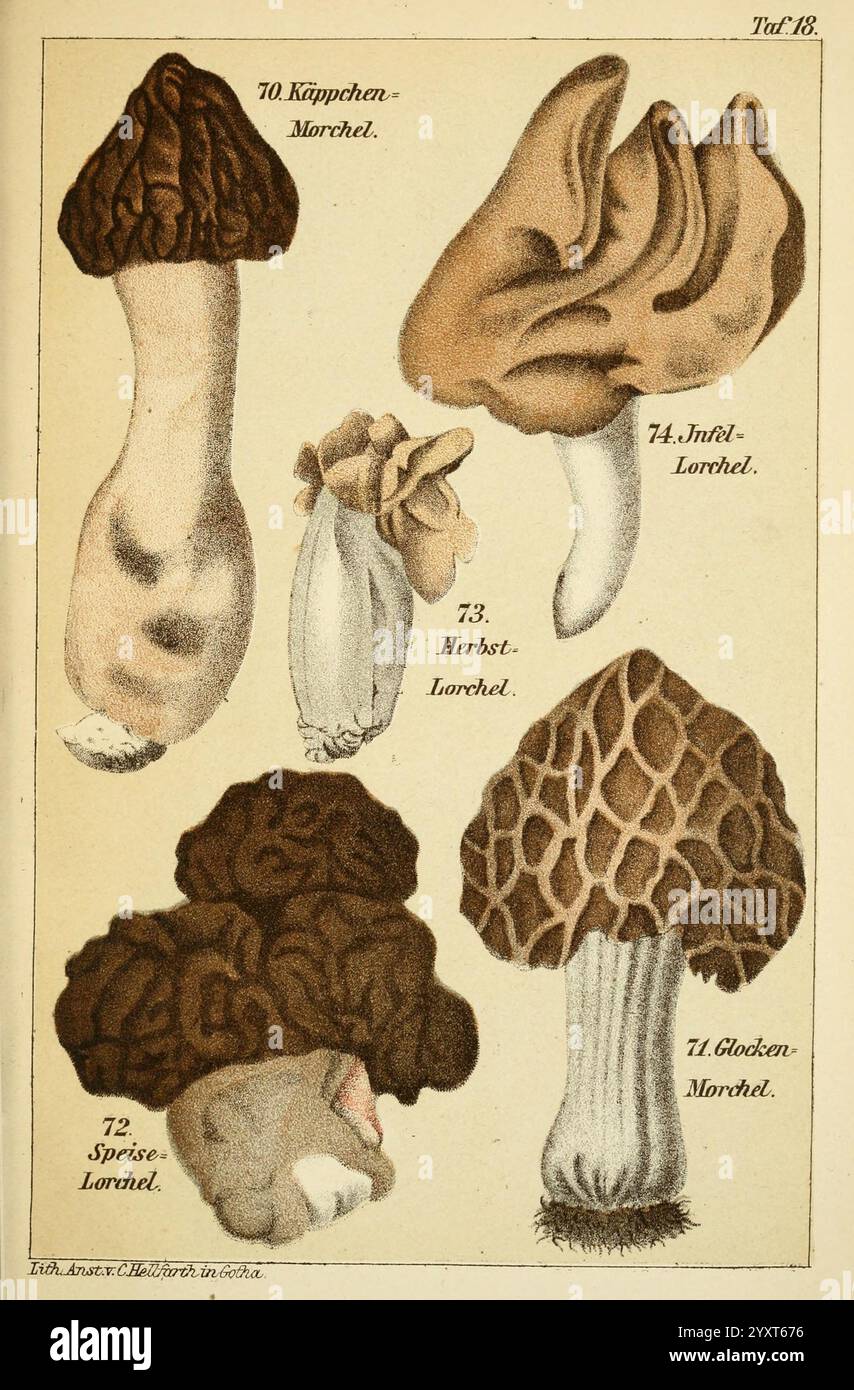 Intricate variety stands hi-res stock photography and images - Alamy