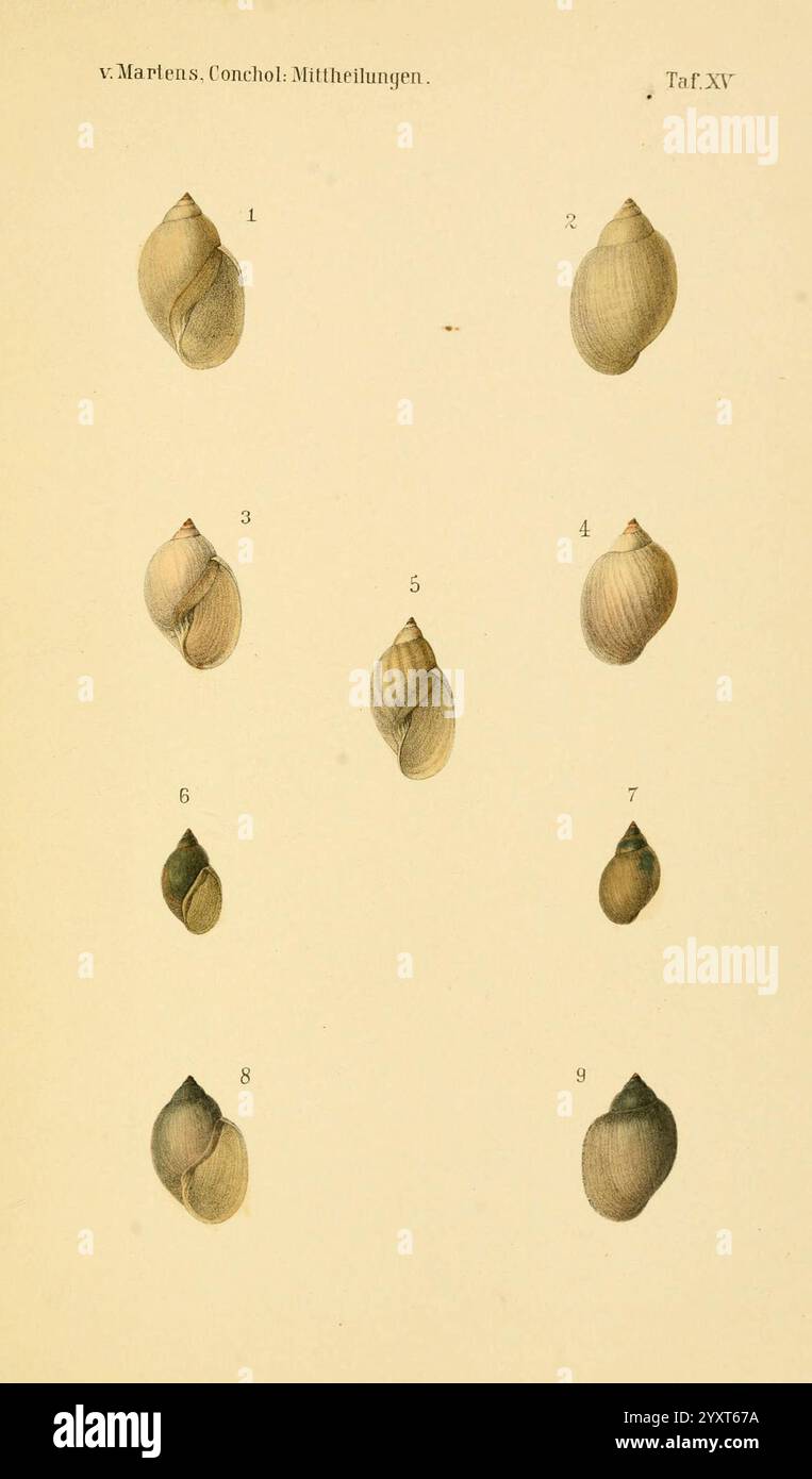 Conchological forms hi-res stock photography and images - Alamy