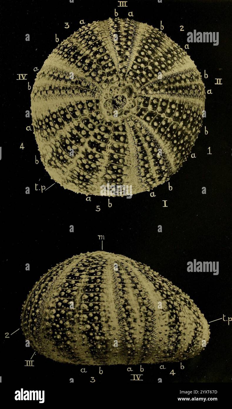 Proceedings of the Zoological Society of London, London, Academic Press ...