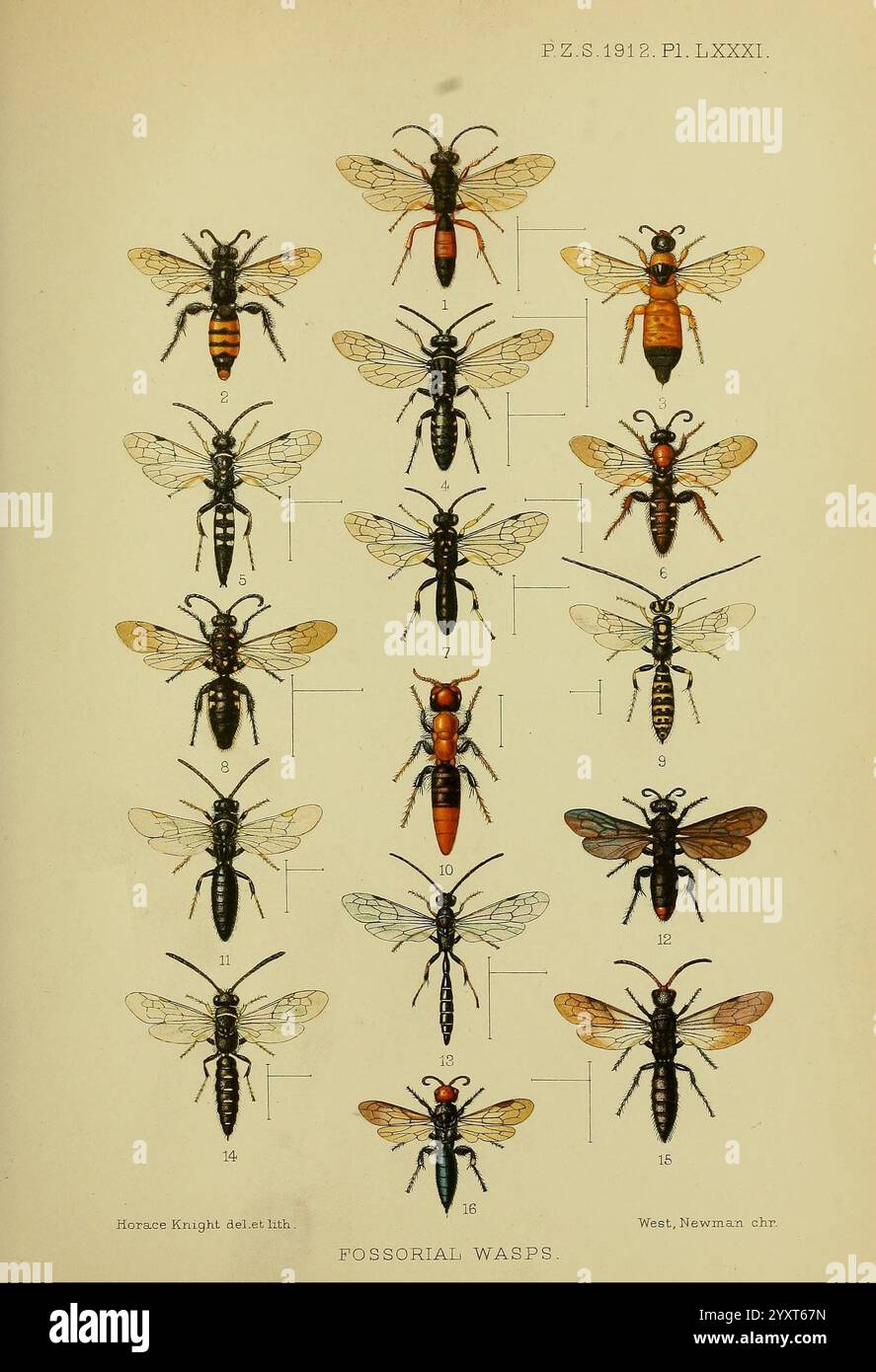 Proceedings of the Zoological Society of London, London, Academic Press ...