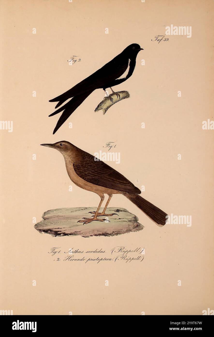 Ground dwelling bird features hi-res stock photography and images - Alamy