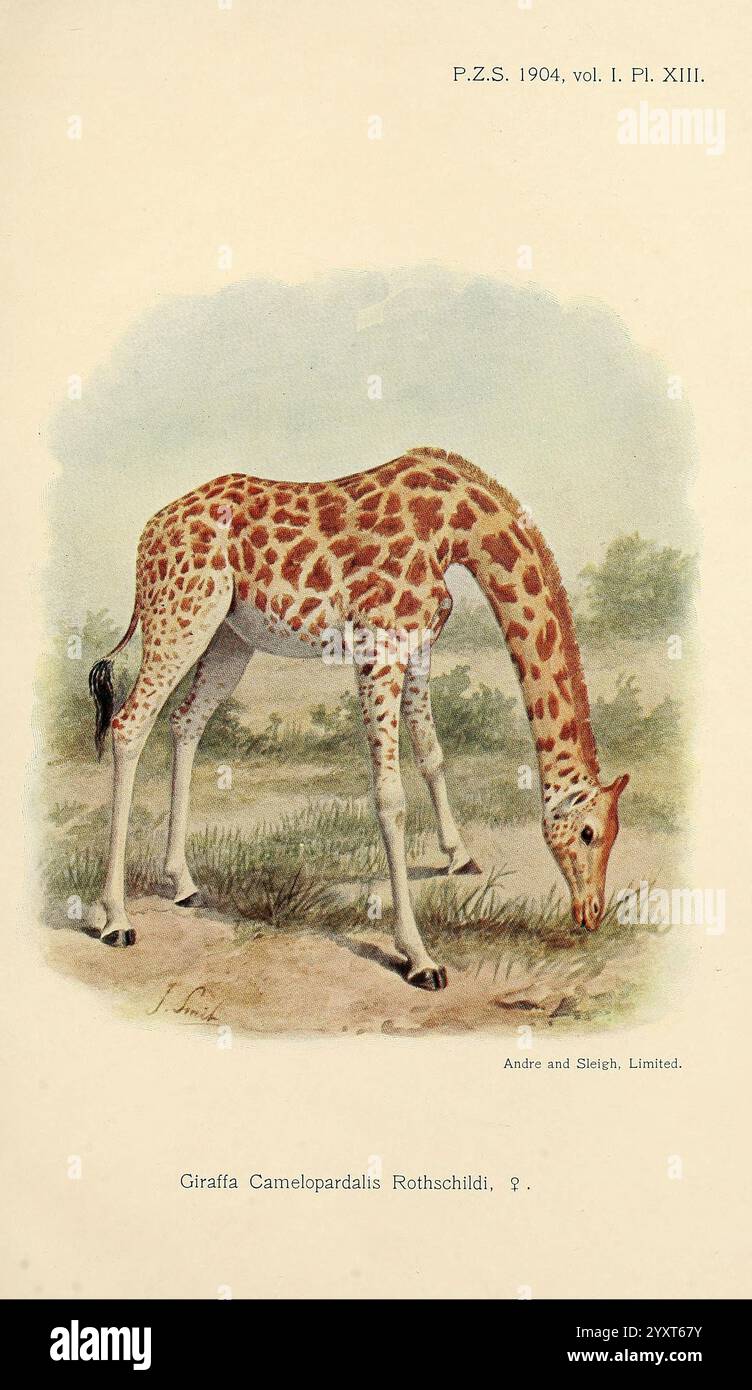 Scientific nomenclature labels hi-res stock photography and images - Alamy