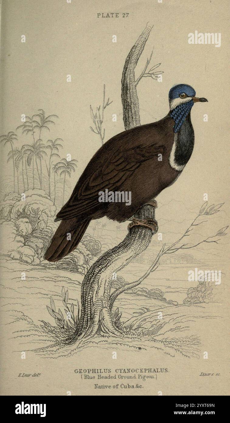 Blue headed ground pigeon hi-res stock photography and images - Alamy