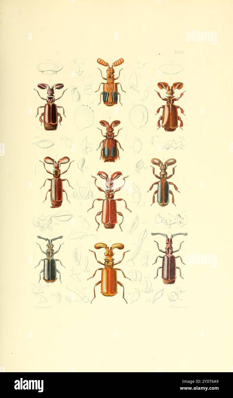 Additional insect anatomy hi-res stock photography and images - Alamy