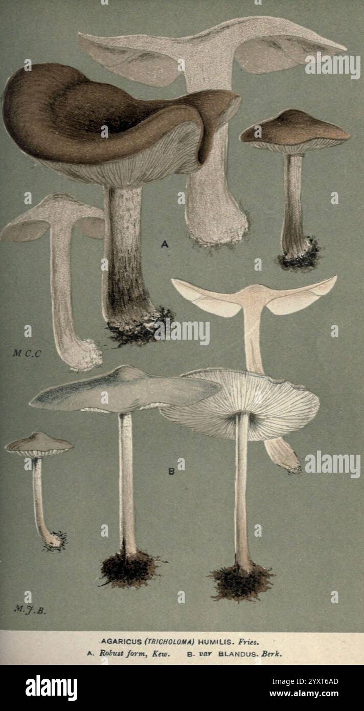 Mushroom showcases unique characteristics hi-res stock photography and ...