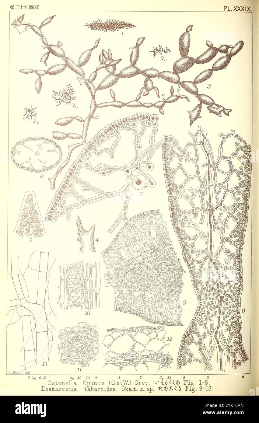 Icones of Japanese algae, Tokyo, Kazamashobo 1907-1942, algae, botany ...