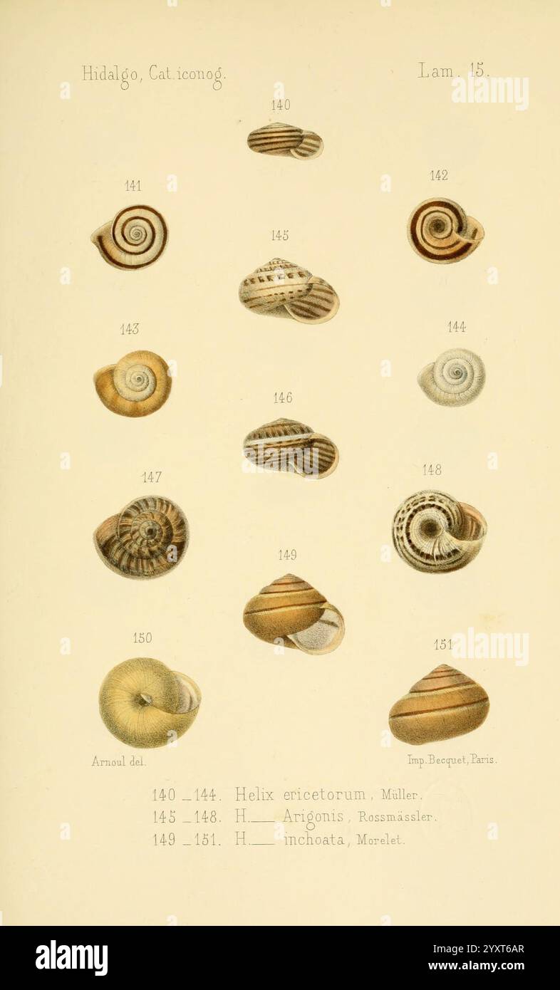 Specimen highlight hi-res stock photography and images - Alamy