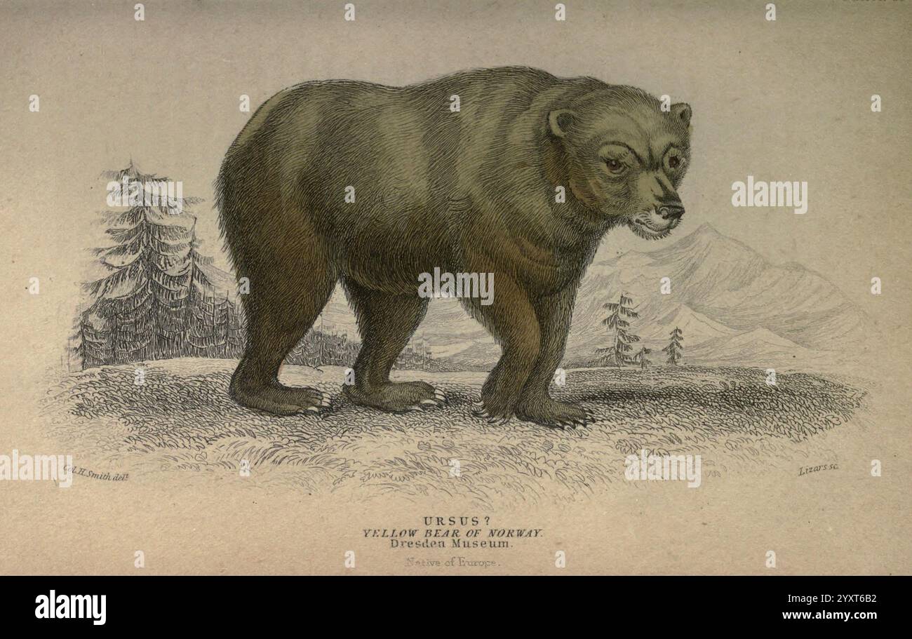 The Naturalist's Library, Edinburgh, W. H. Lizars, 1833, bear, mammals ...