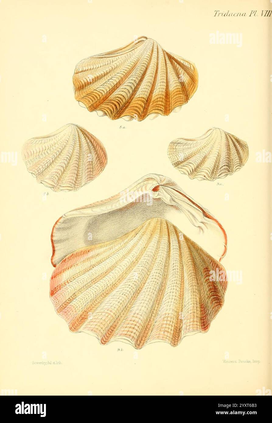 Conchologia iconica, or Illustrations of the shells of molluscous ...