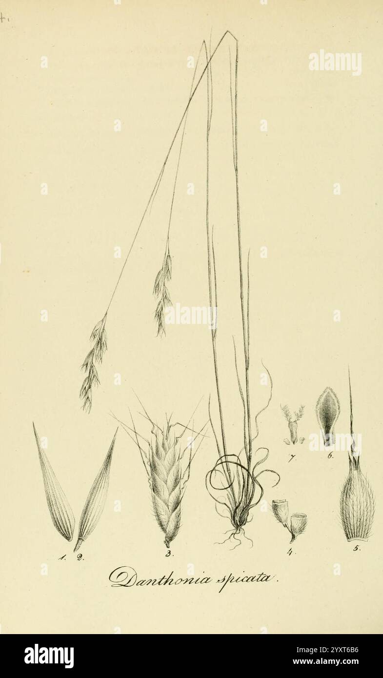 Species Graminum, Petropoli, Impensis Academiae Imperialis Scientiarum ...