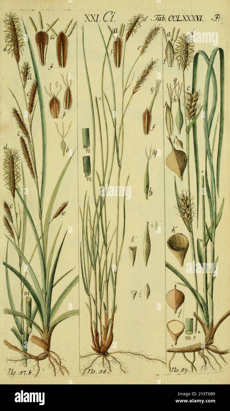 Central section displays several grass stems hi-res stock photography ...