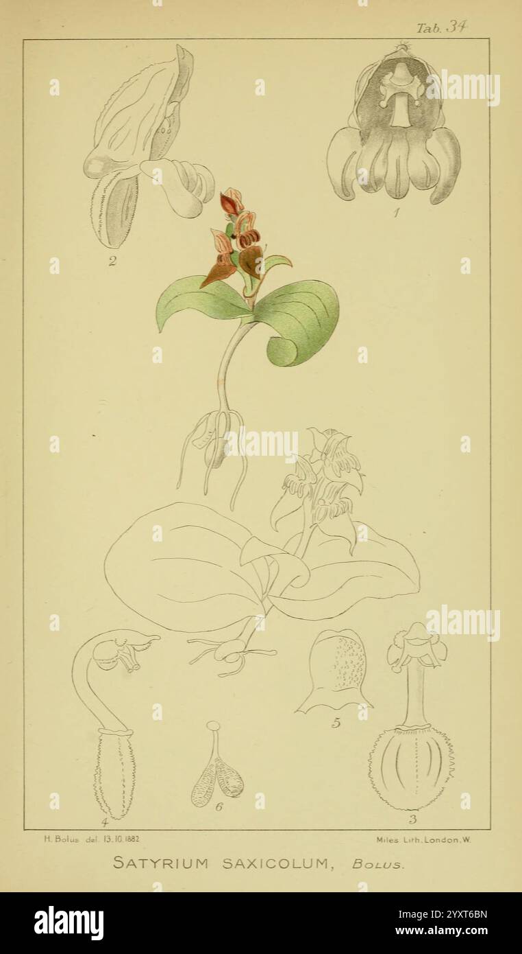 Satyrion saxicola hi-res stock photography and images - Alamy